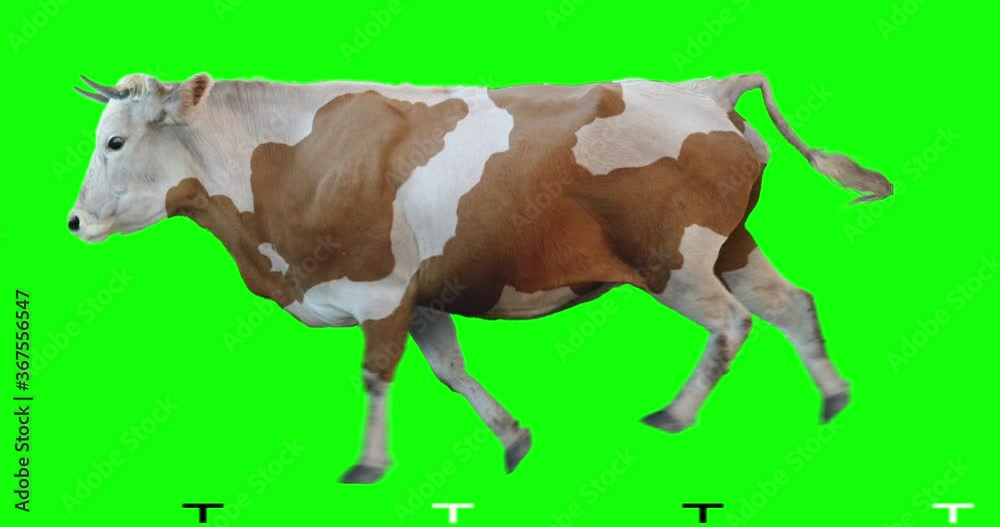 Red white bull runs on a transparent background. Cyclic animation ...