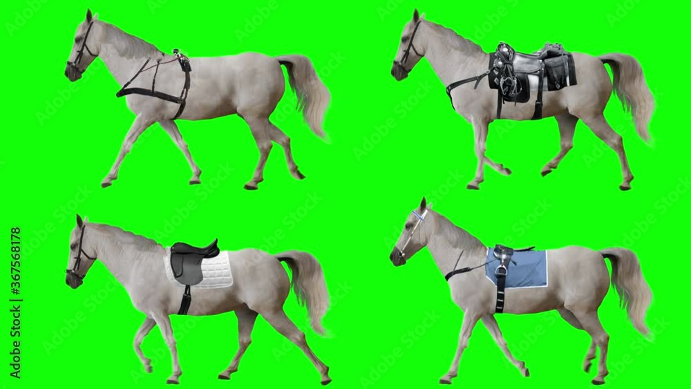 Horse is harnessed and saddled walking. Variations Saddle: sports ...