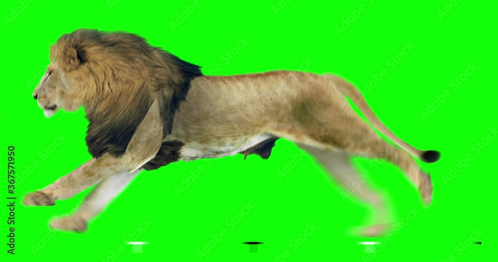 Lion running on green screen for easy chroma keying. An isolated animal ...