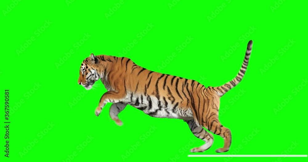 Tiger runs jumping. Animal isolated for your background. Green Screen ...