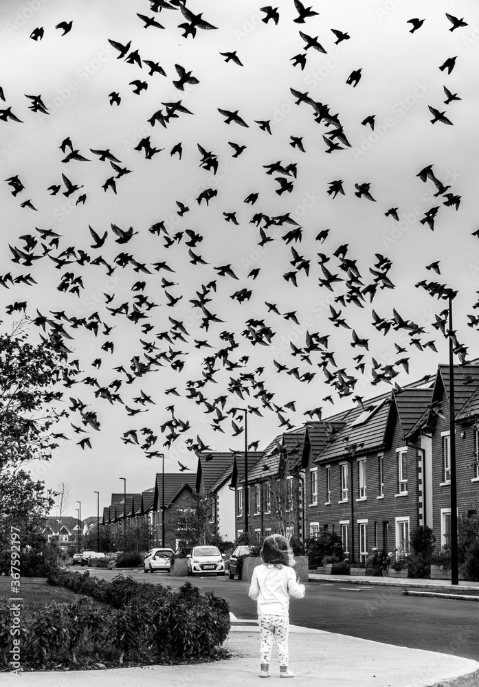 Little girl watching a flock of birds flying over Stock Photo | Adobe Stock
