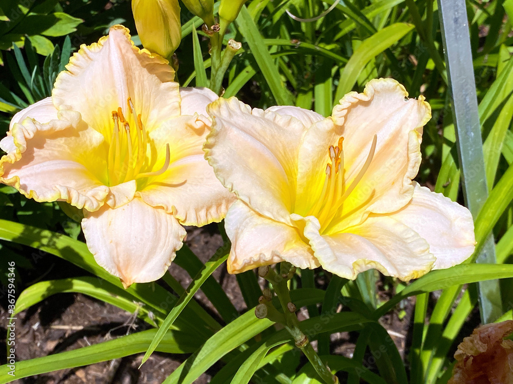 Beautiful wild and hybrid ornamental plants in bloom on the island of ...