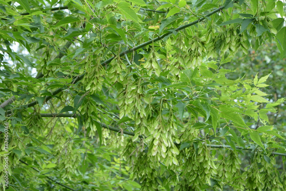 seeds of ashleaf maple, Acer negundo,maple ash twig with green leaves ...