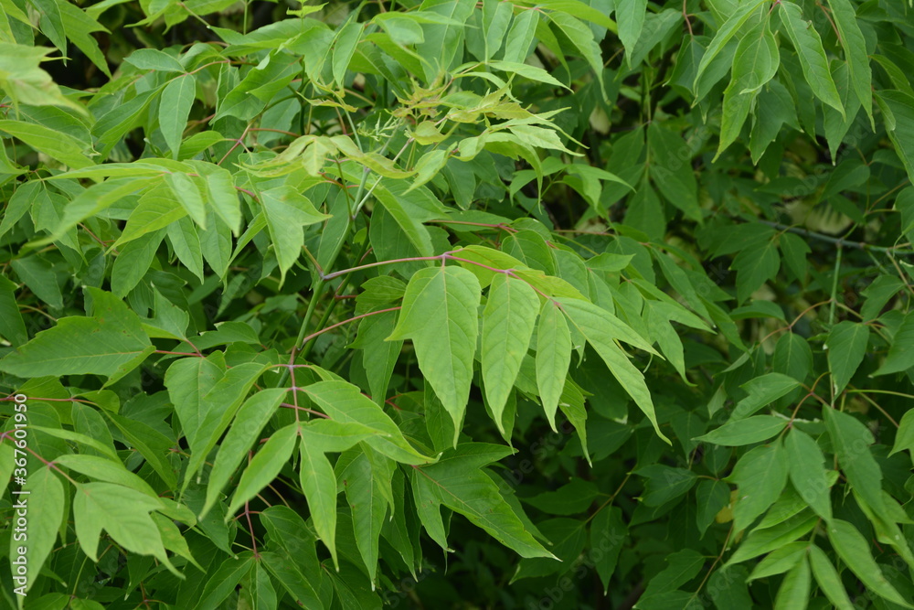 seeds of ashleaf maple, Acer negundo,maple ash twig with green leaves ...