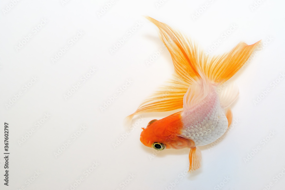 Gold Fish Top View Stock Photo | Adobe Stock