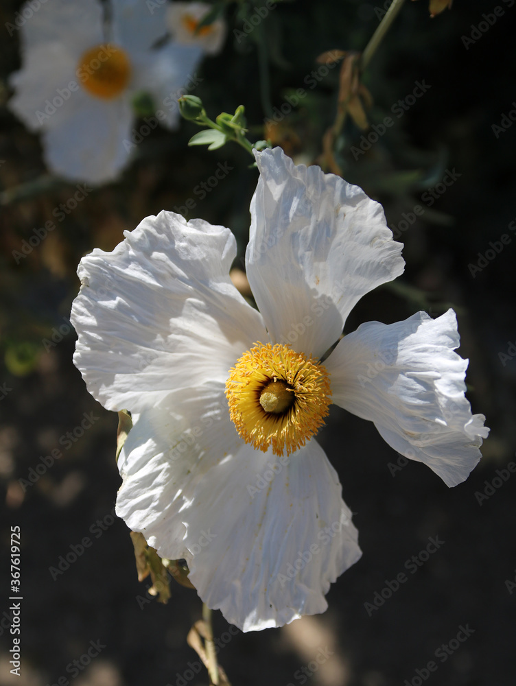 Matilija Poppy Stock Photo | Adobe Stock