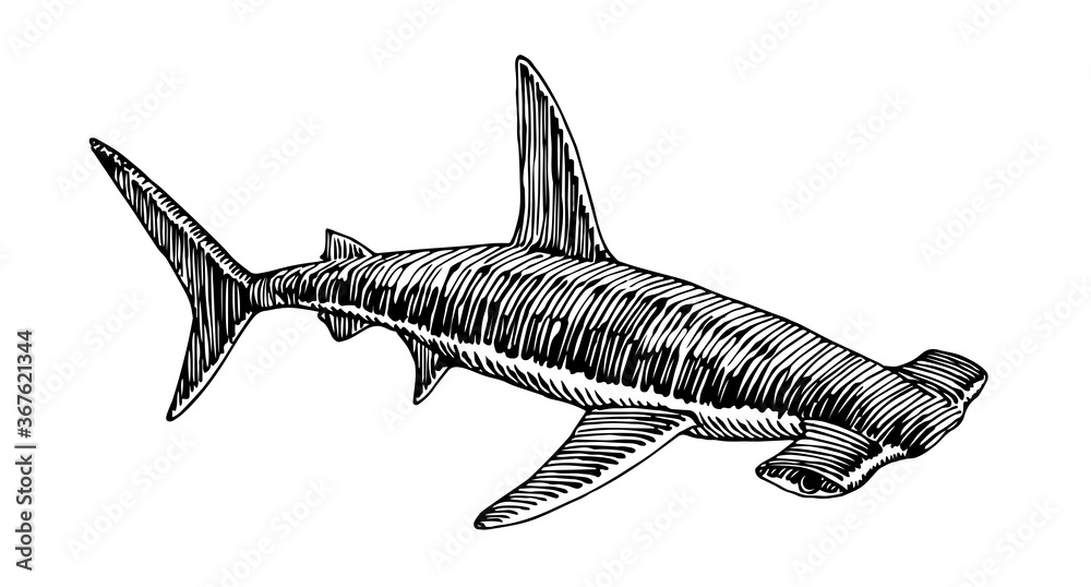 swimming hammerhead shark, dangerous sea predator, fish, for logo or ...