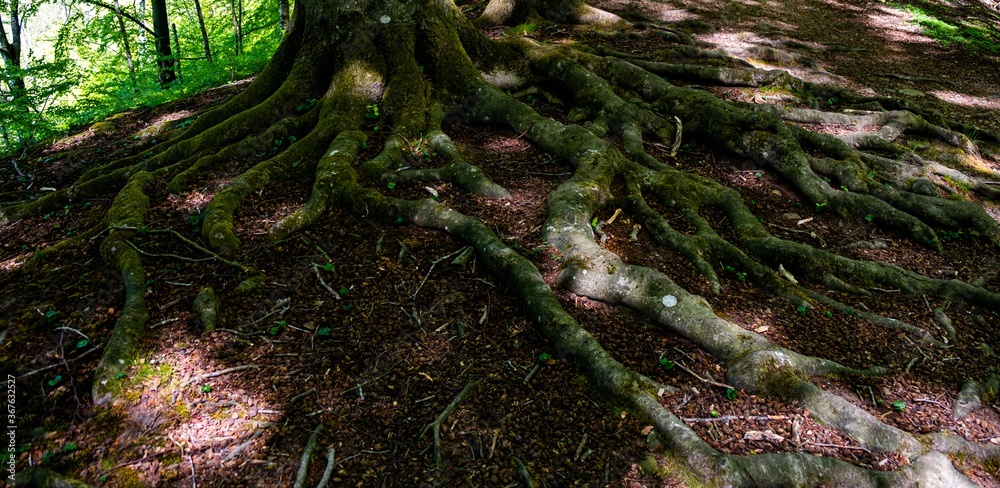 Earth veins. Beautiful huge tree roots expanding in Dalby Forest in ...