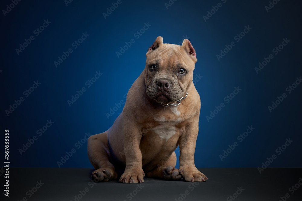 Foto de Cachorro cafe, sentado sobre una superficie gris y un fondo ...