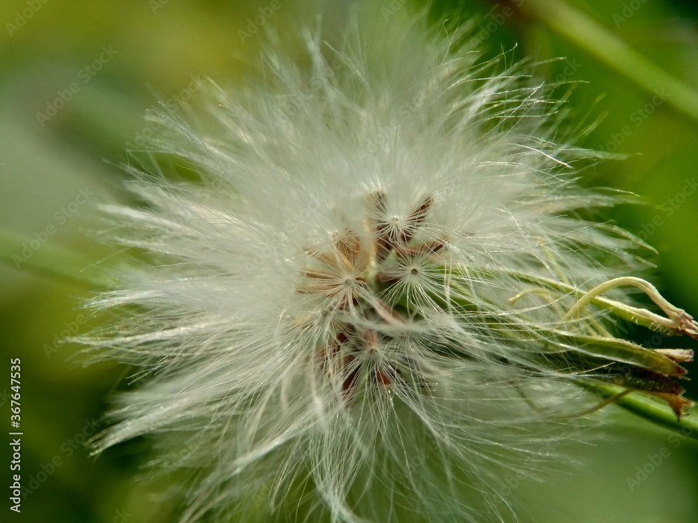 Emilia sonchifolia (lilac tassel flower, Cacalia sonchifolia L.) with ...