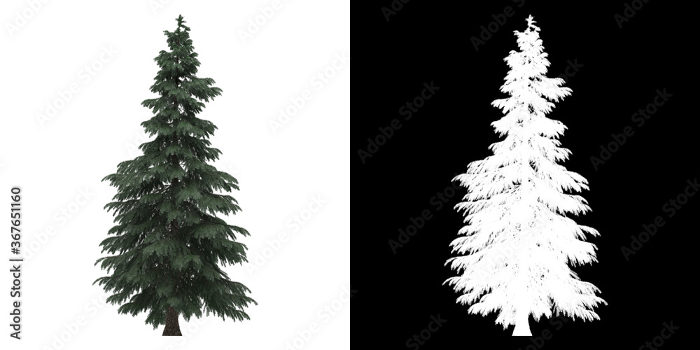 Front view of tree (Generic) png with alpha channel to cutout 3D ...