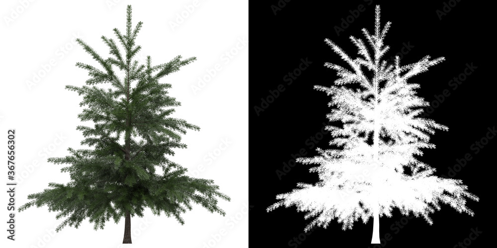 Front view of tree (Generic) png with alpha channel to cutout 3D ...