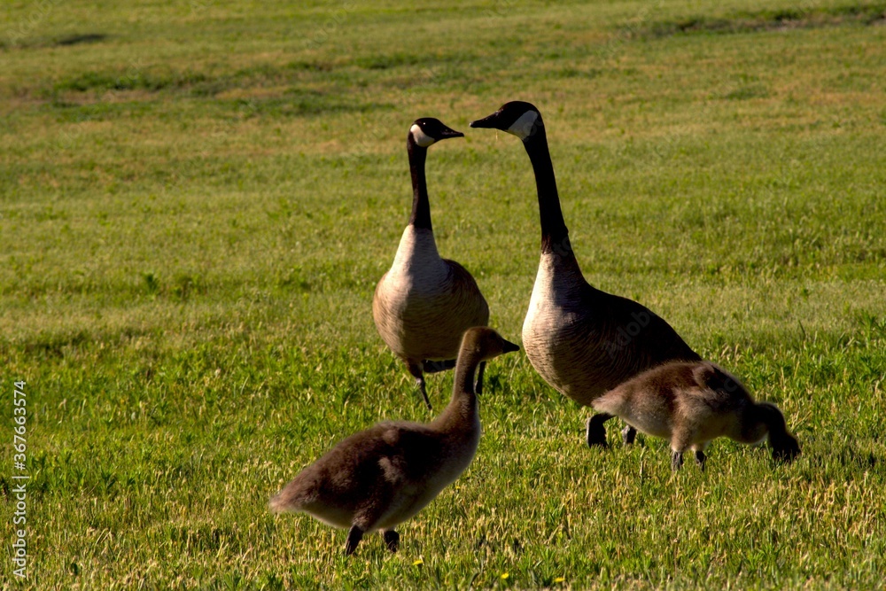 Canada geese Pairs and Downy Goslings at South East City Park Public ...