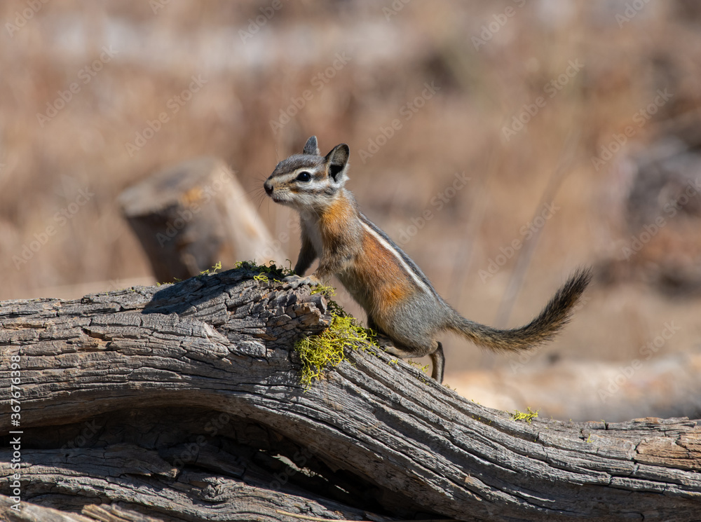 Chipmunk posing on a log Stock Photo | Adobe Stock