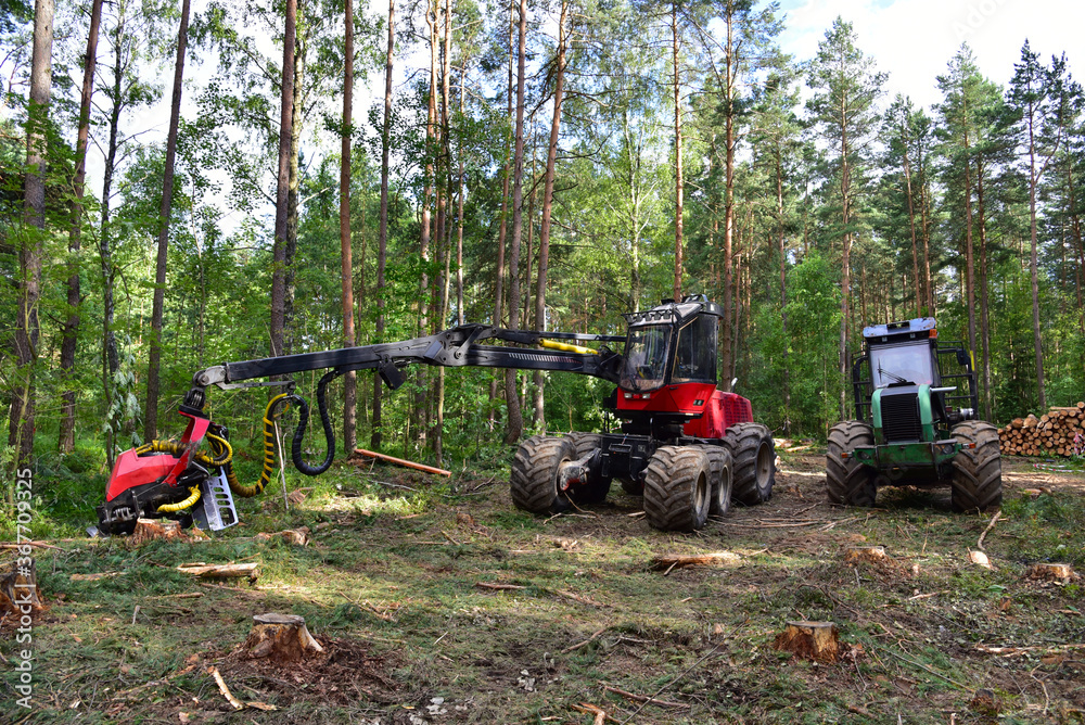 Pine forest harvesting machine at work during clearing of a plantation ...