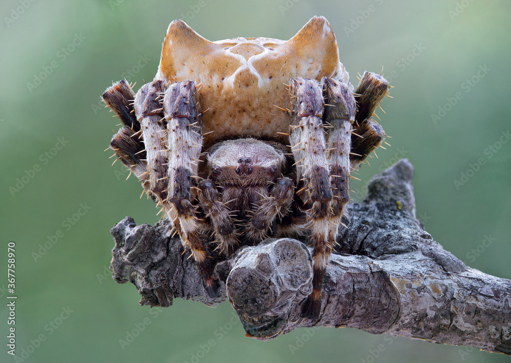 Araneus grossus - Europe's largest representative of an orb-weaver ...