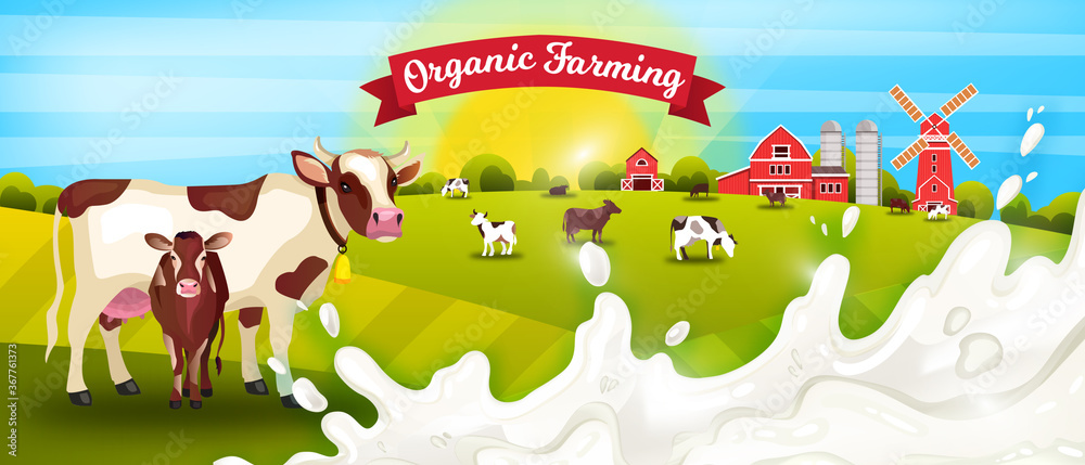Milk farm vector landscape with livestock, cows, calf, milk splash ...