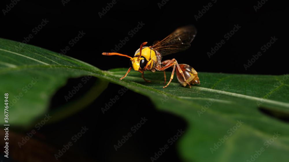Black back mud-wasp is a common hornet in Southeast Asia. These hornets ...