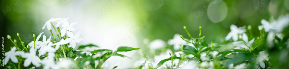 Nature of flower in garden using as cover page background natural flora ...