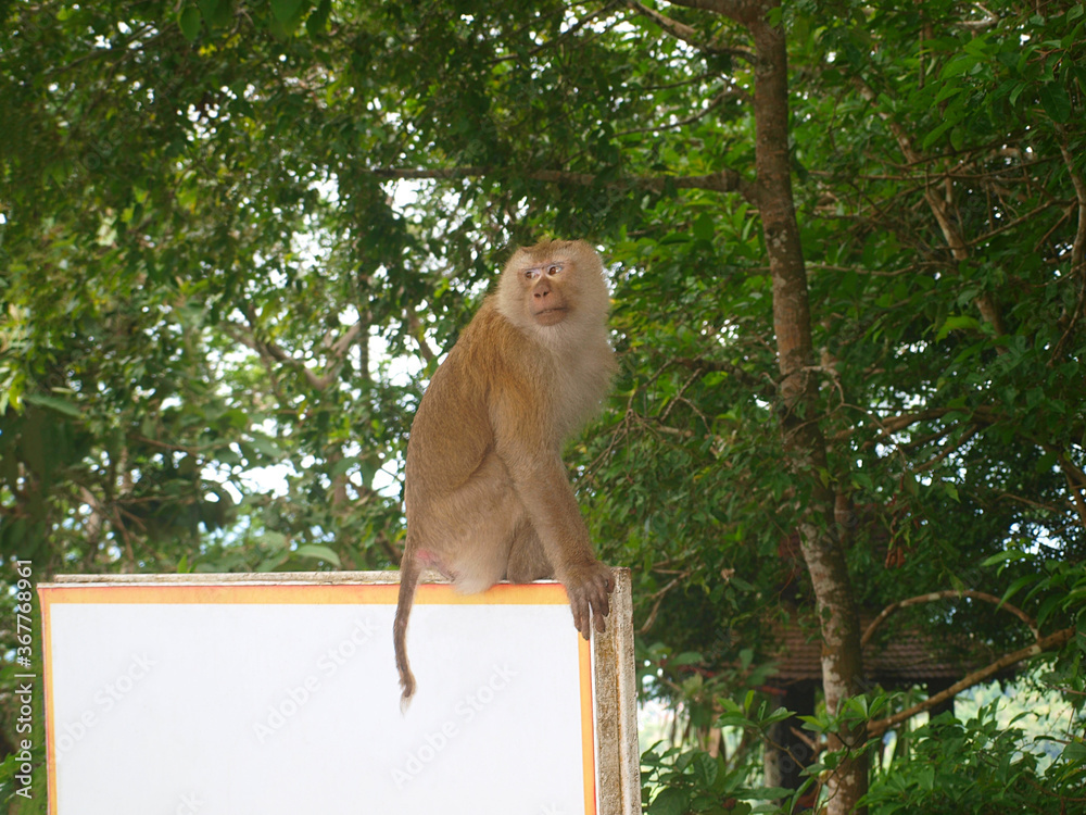 Cute monkey sitting on a notice board in a tropical park. The primal ...