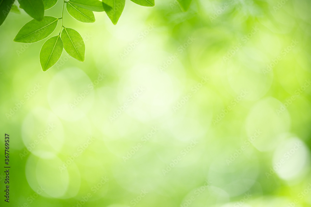 Nature of green leaf in garden at summer. Natural green leaves plants ...