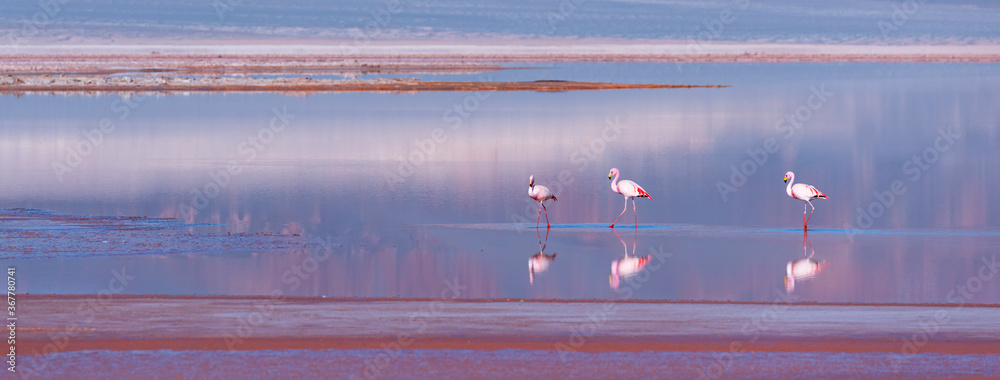 FLAMENCO DE JAMES, PARINA CHICA, Phoenicoparrus jamesi, Laguna Carachi ...