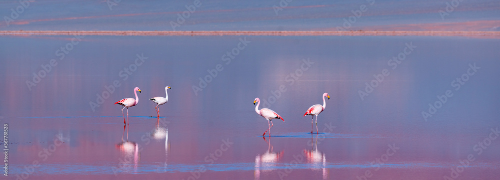 FLAMENCO DE JAMES, PARINA CHICA, Phoenicoparrus jamesi, Laguna Carachi ...
