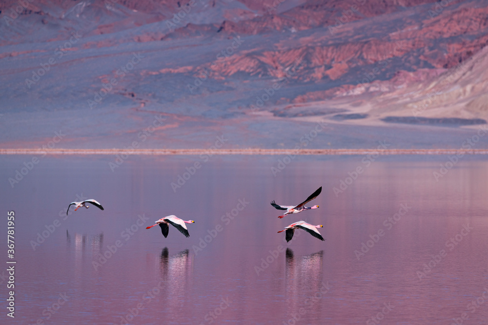 FLAMENCO DE JAMES, PARINA CHICA, Phoenicoparrus jamesi, Laguna Carachi ...