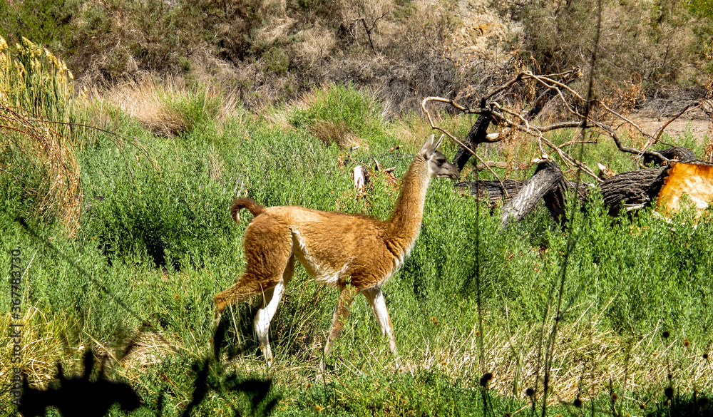 The vicuña is the national animal of Peru. It is a wild South American ...