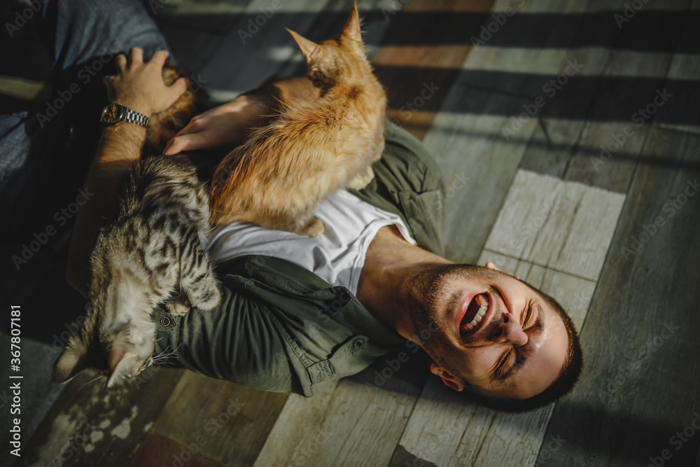 Handsome young man with a beard hugging red-headed and grey maine coon ...