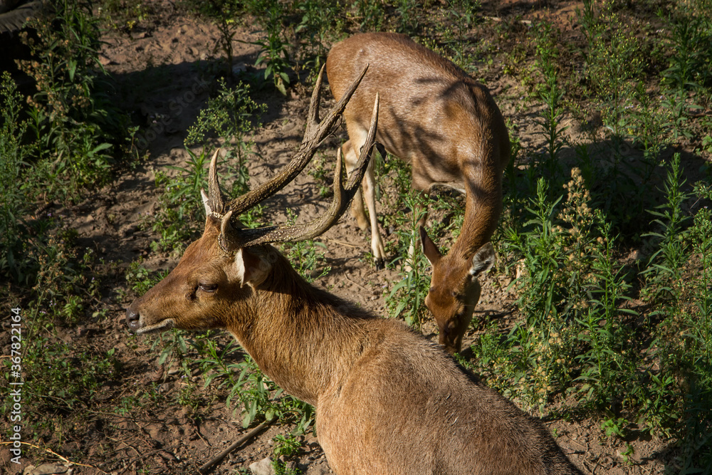 Fotka „The Javan rusa or Sunda sambar (Rusa timorensis) is a deer ...