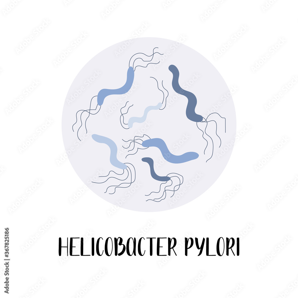 Helicobacter pylori or Campylobacter pylori. Gram-negative, spiral ...