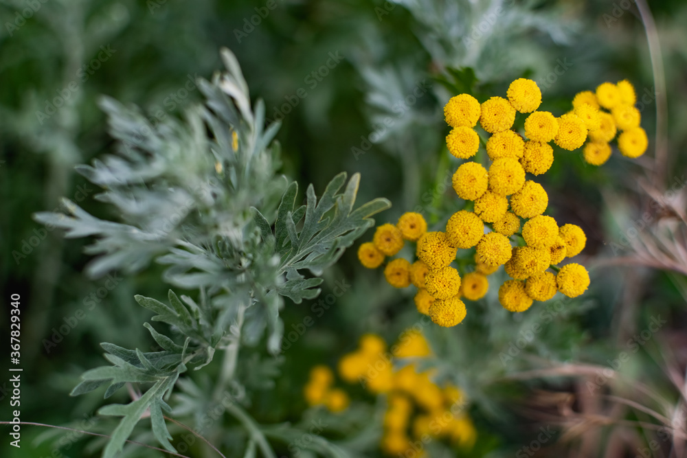 Common tansy is a perennial herbaceous plant of the Asteraceae family ...