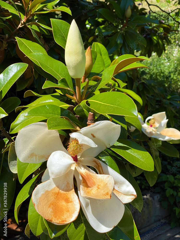 Southern or evergreen magnolia (Magnolia grandiflora 'Goliath'), Bull ...