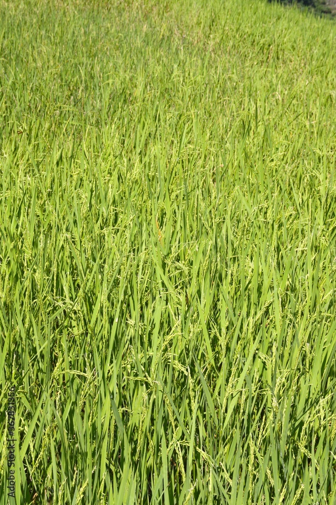 Beautiful World heritage ancestral Ifugao green and yellow rice ...