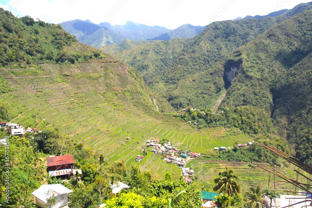 Beautiful World heritage ancestral Ifugao green and yellow rice ...