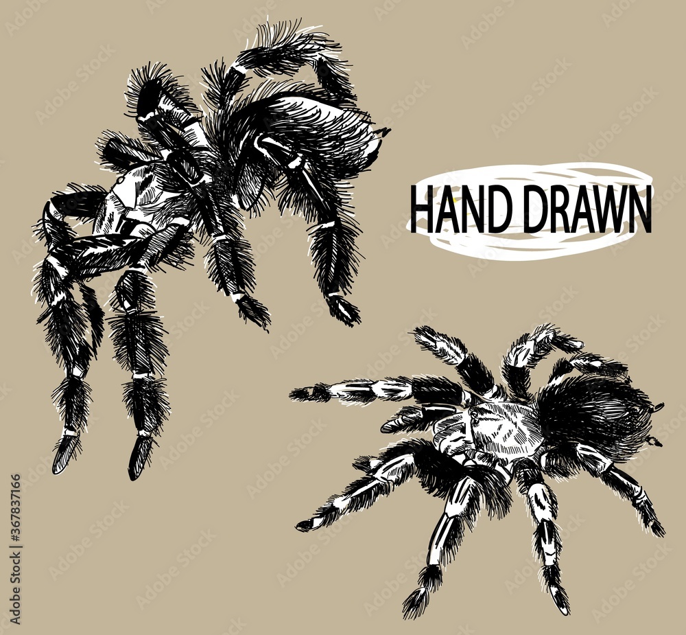 Spiders tarantulas, big spiders. Set of images of insects. Freehand ...