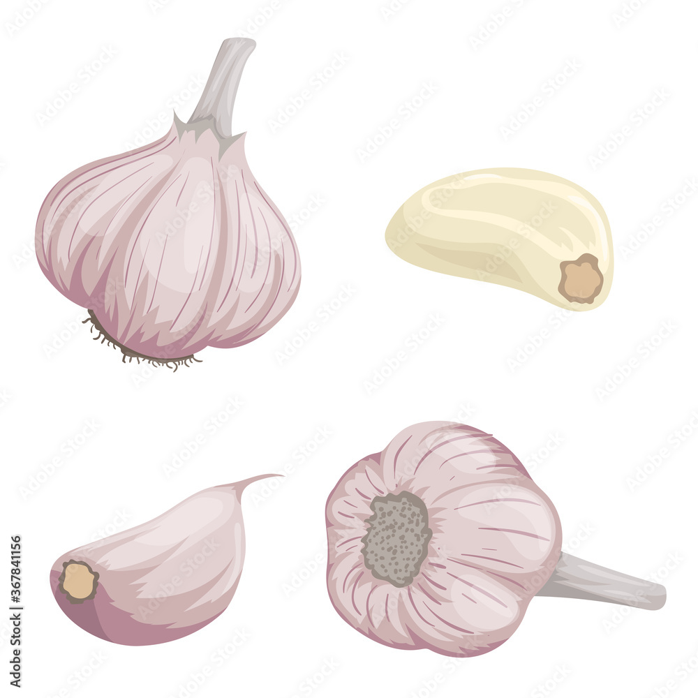 Garlic set. Cartoon flat style of fresh farm market organic product ...