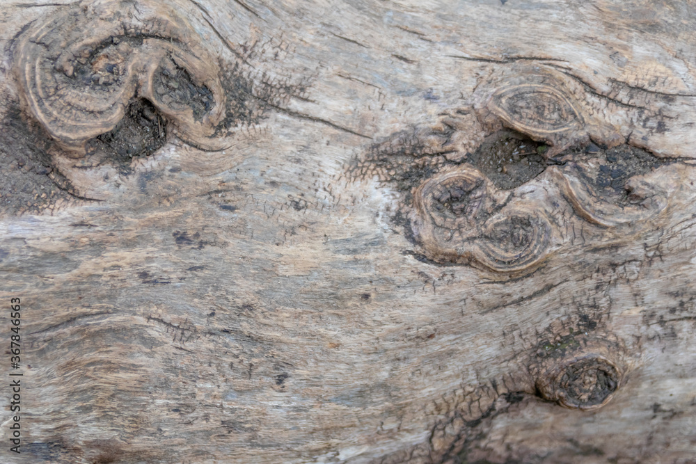 Close-up of rough bark shows natural patina and organic structures as ...