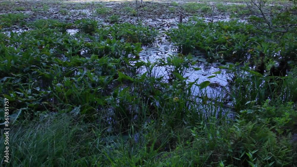 A landscape footage of a swamp ecosystem in Maryland. Image features a ...