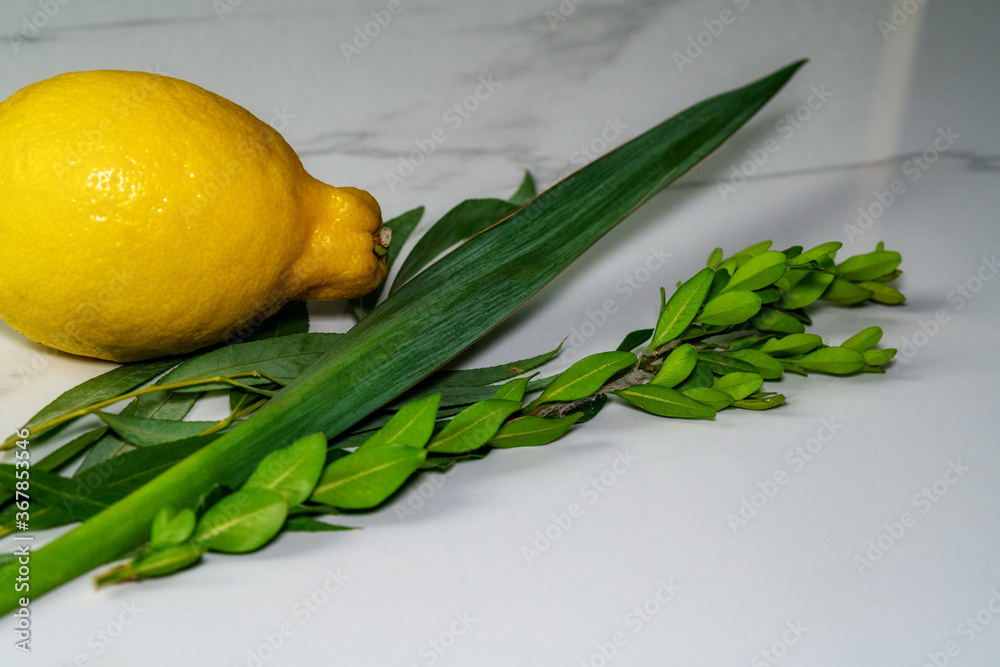 Symbols of jewish fall festival of Sukkot, lulav - etrog, palm branch ...