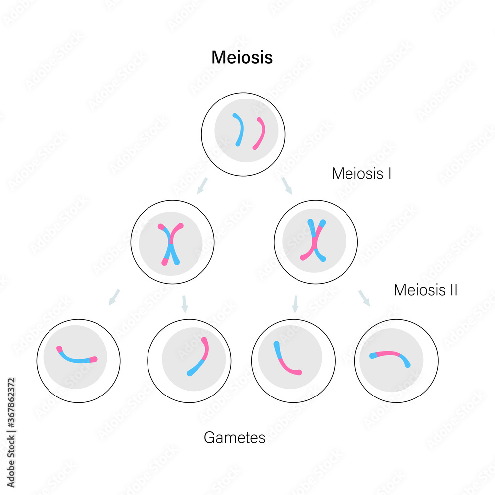 Meiosis cell division Stock Vector | Adobe Stock
