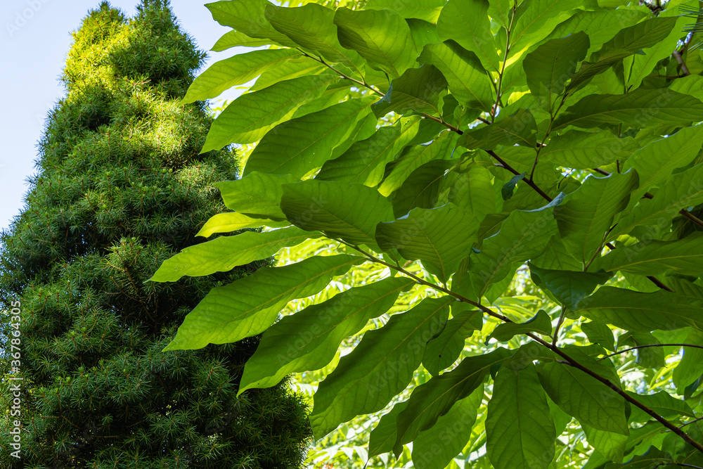 Azimina, triloba or azimine tree. Young dark green leaves of Asimina ...