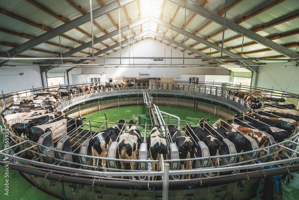Process of milking cows on industrial rotary equipment on dairy farm ...