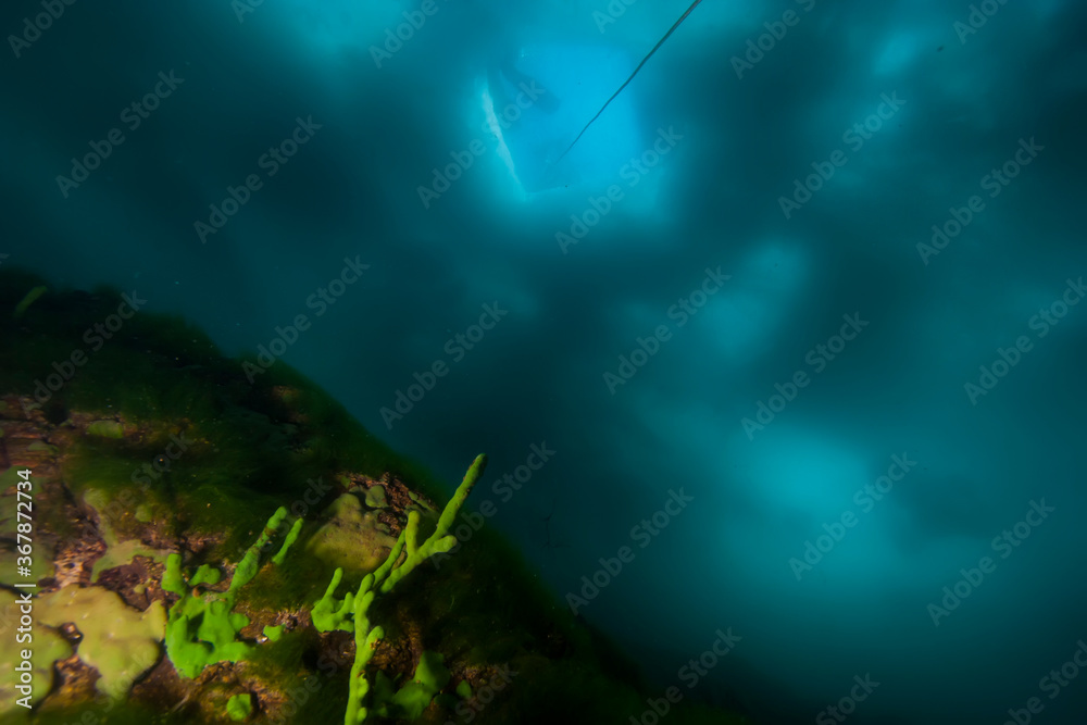 Diving underwater in winter. View in lake under ice. Marine life under ...