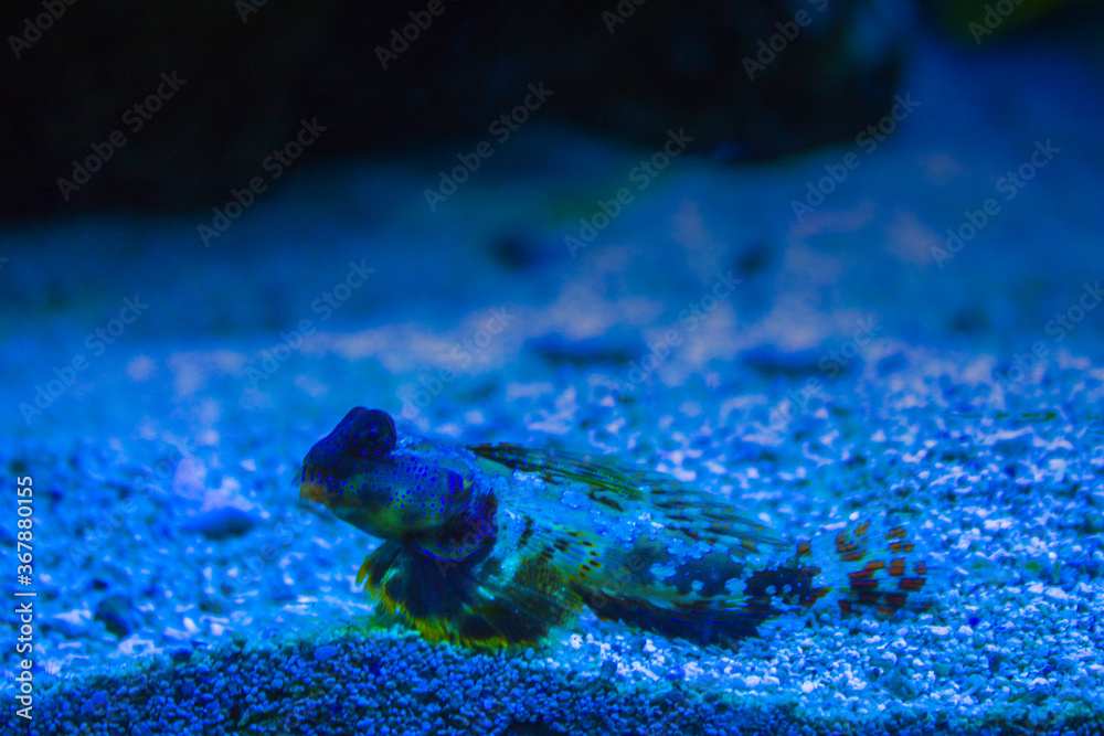 Synanceia verrucosa is a fish species known as the reef stonefish ...