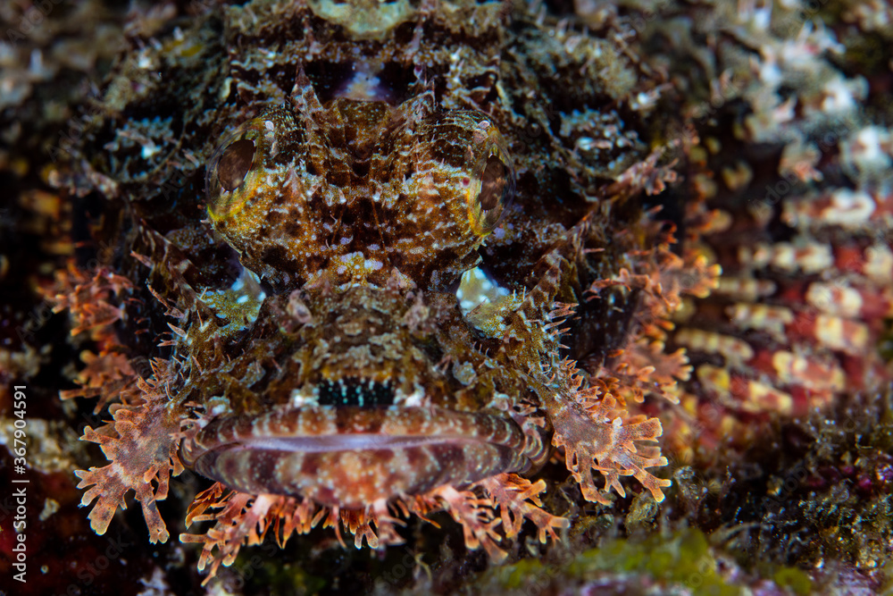 Detail of a Tasseled scorpionfish as it lays on a coral reef in Raja ...