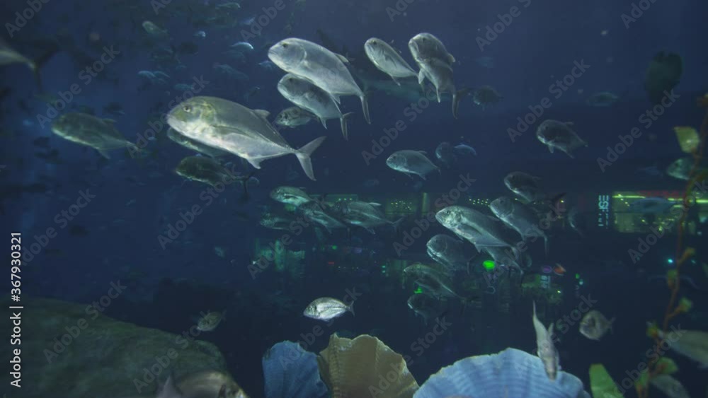 An amazing school of blue runner fish dwelling at the one of the world ...