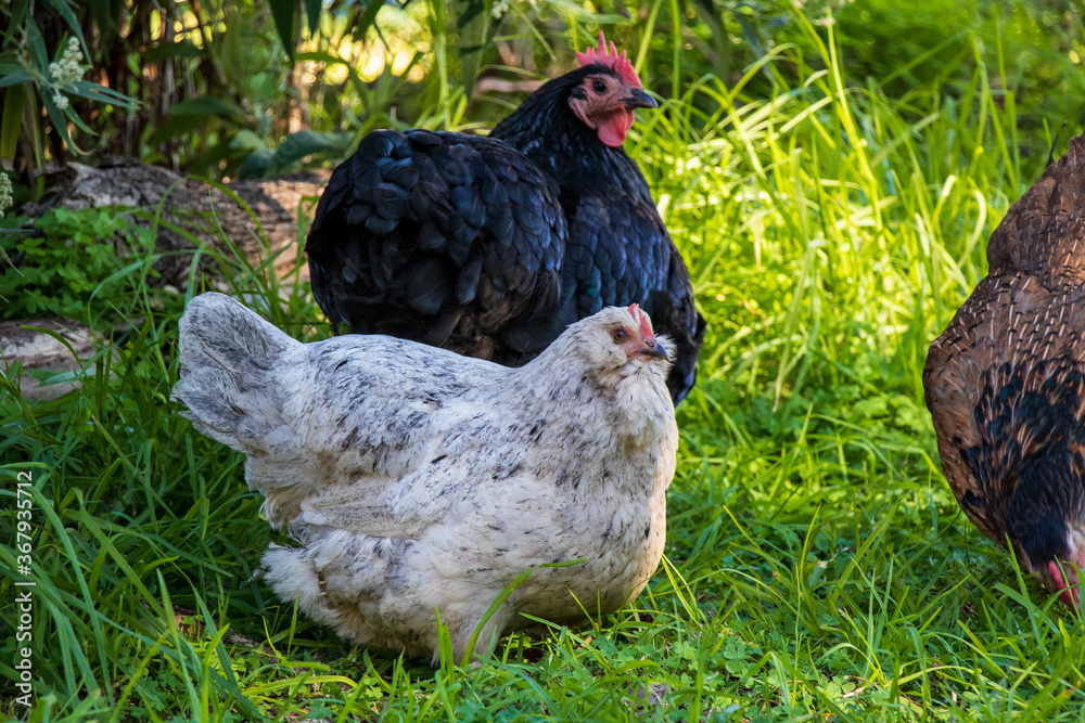 A white bantam araucana hen and a large black australorp free ranging ...