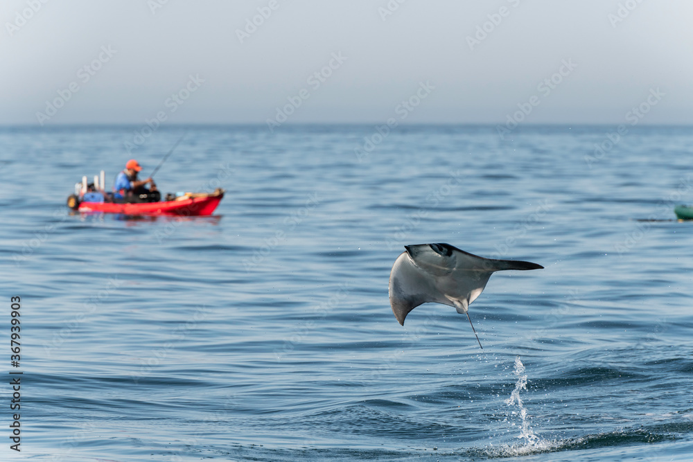 Mobula rays, or smooth tail devil rays, breaching in the early morning ...